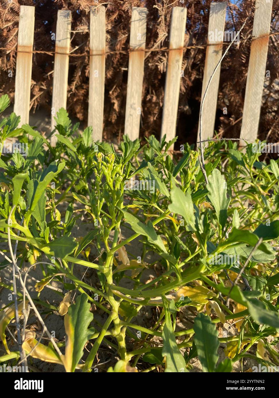 American searocket hi-res stock photography and images - Alamy