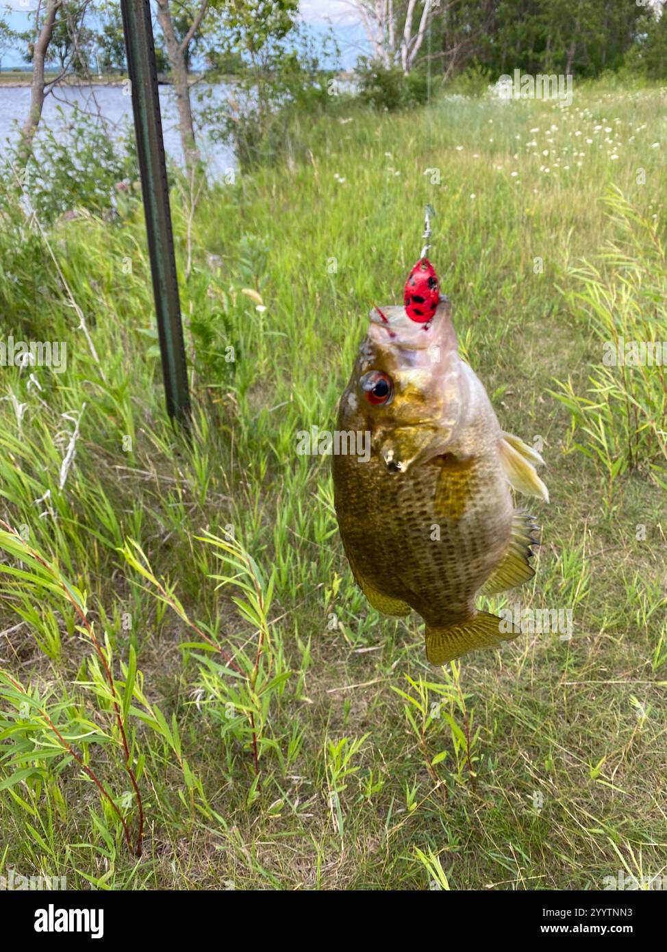 Rock Bass (Ambloplites rupestris Stock Photo - Alamy