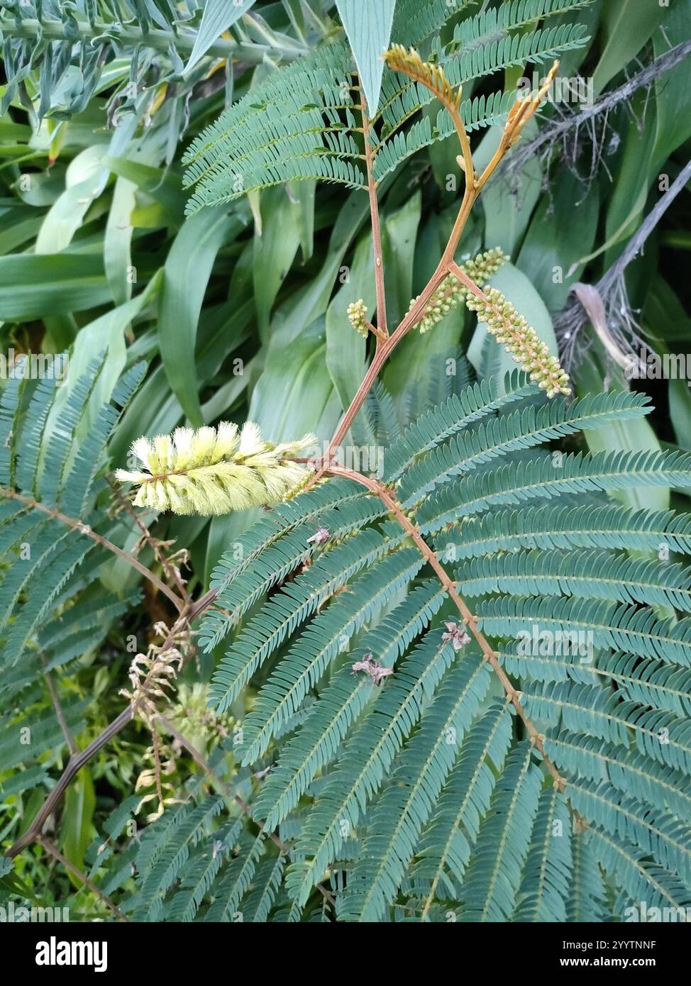 Plume Albizia (Paraserianthes lophantha Stock Photo - Alamy