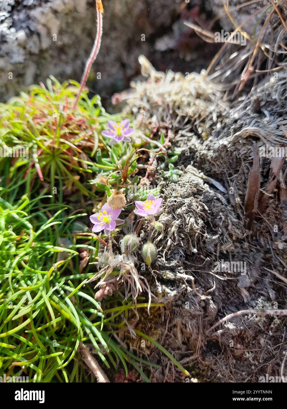 Rock Sea-spurrey (Spergularia rupicola Stock Photo - Alamy