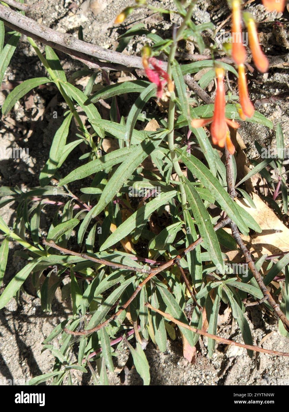 Bridges' penstemon (Penstemon rostriflorus Stock Photo - Alamy
