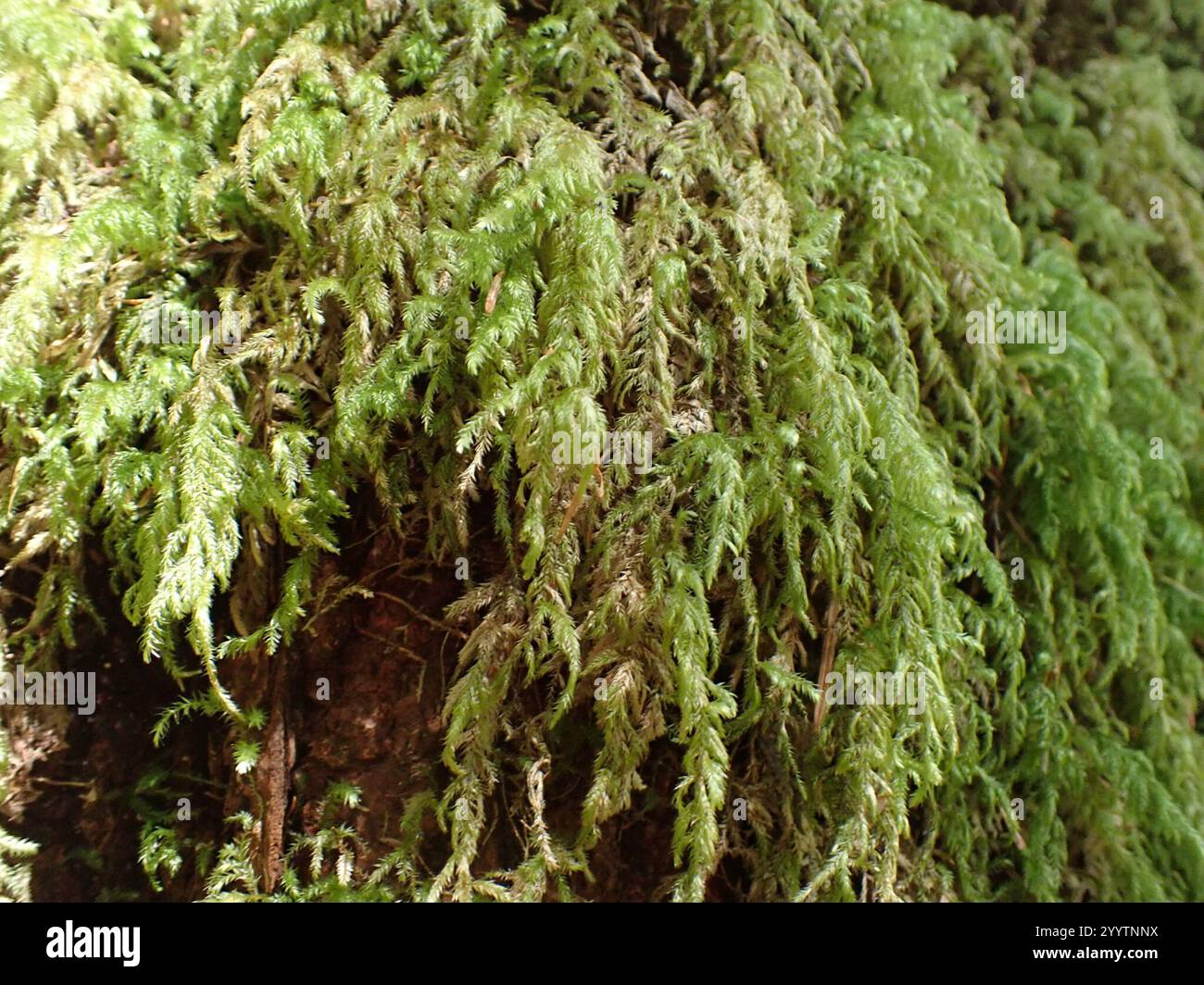 Cat's Tail Moss (Pseudisothecium stoloniferum Stock Photo - Alamy