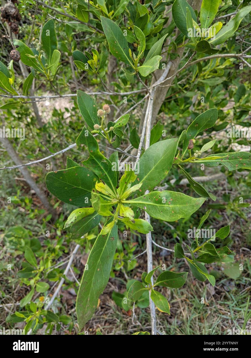 Green Buttonwood (Conocarpus erectus Stock Photo - Alamy