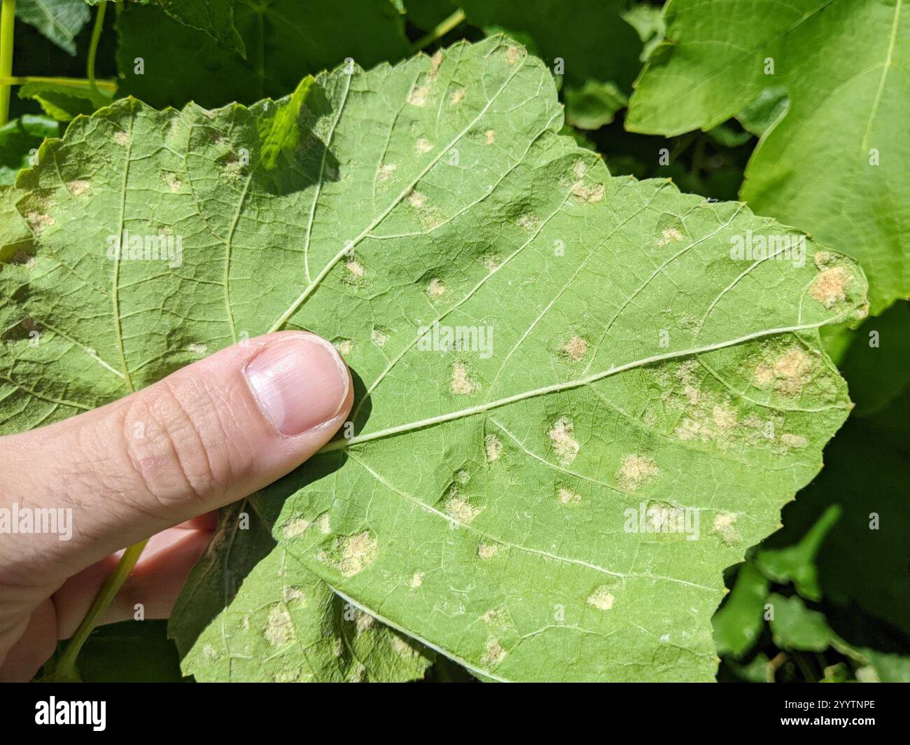 Grape Erineum Mite (Colomerus vitis Stock Photo - Alamy