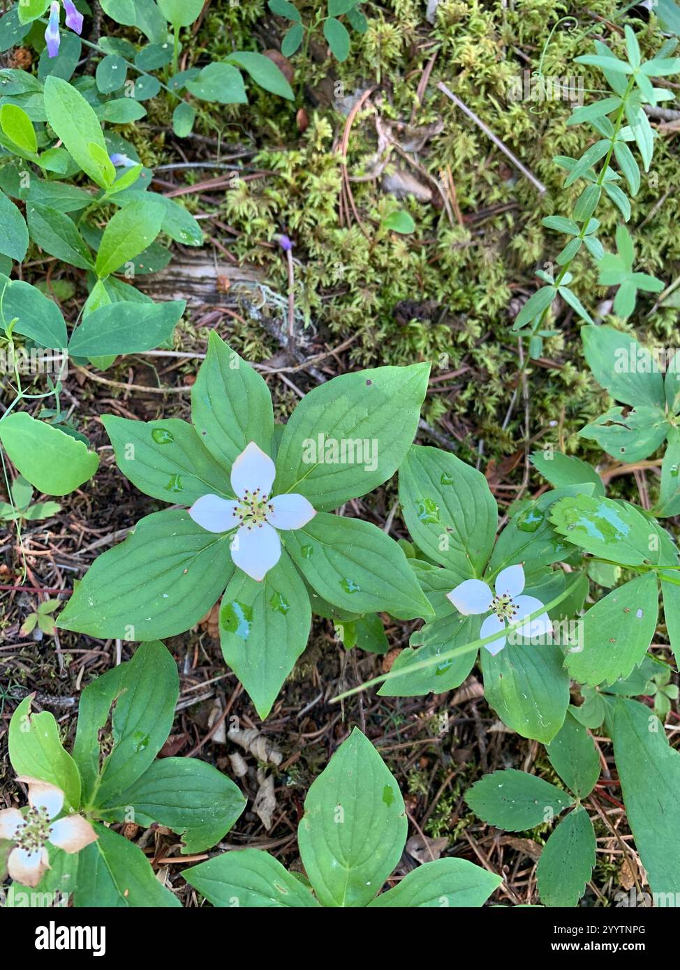 Canadian bunchberry (Cornus canadensis Stock Photo - Alamy