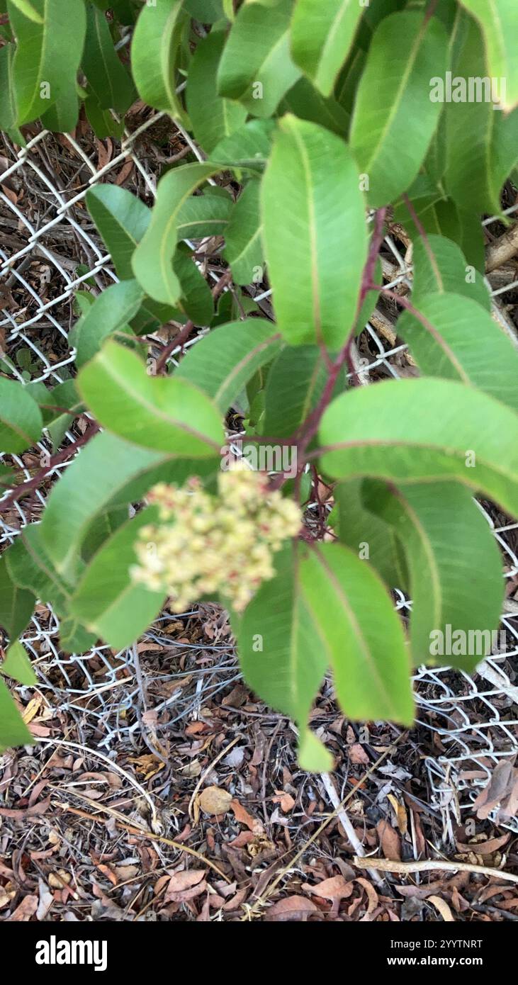 laurel sumac (Malosma laurina Stock Photo - Alamy