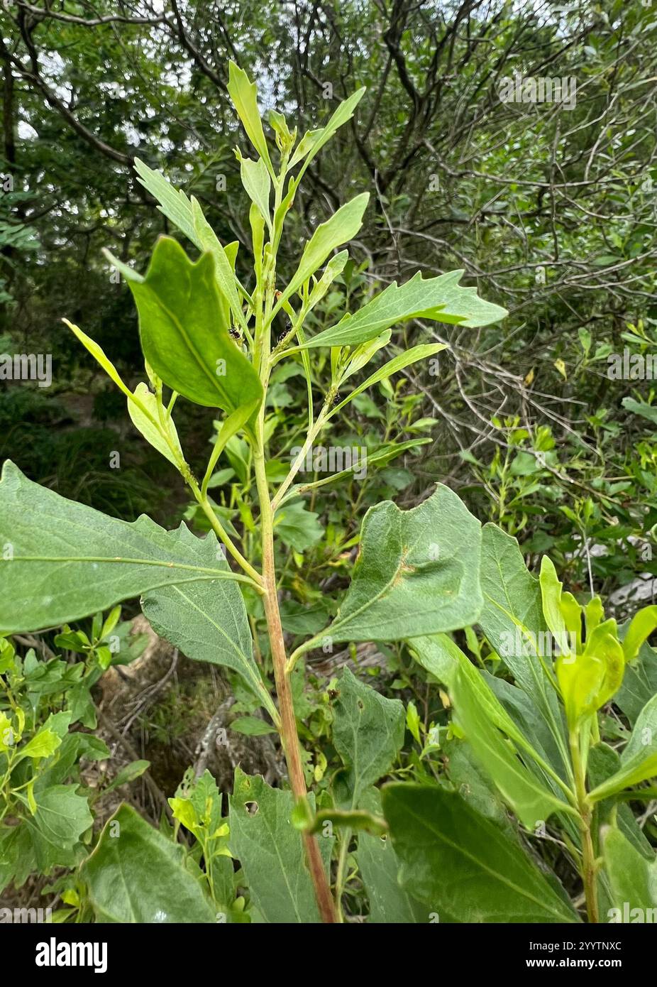 groundsel tree (Baccharis halimifolia Stock Photo - Alamy