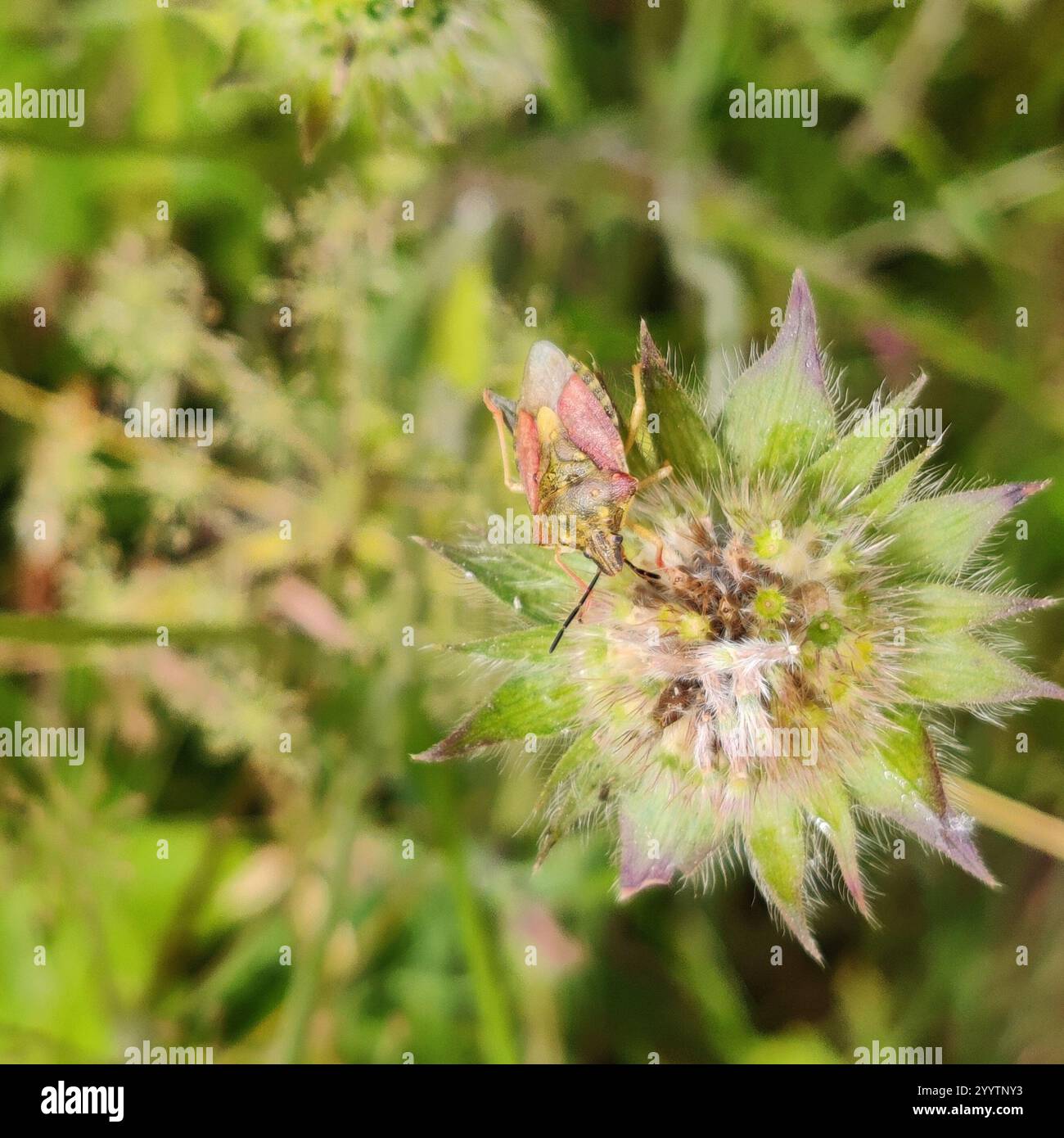 Black-shouldered Shieldbug (Carpocoris purpureipennis Stock Photo - Alamy