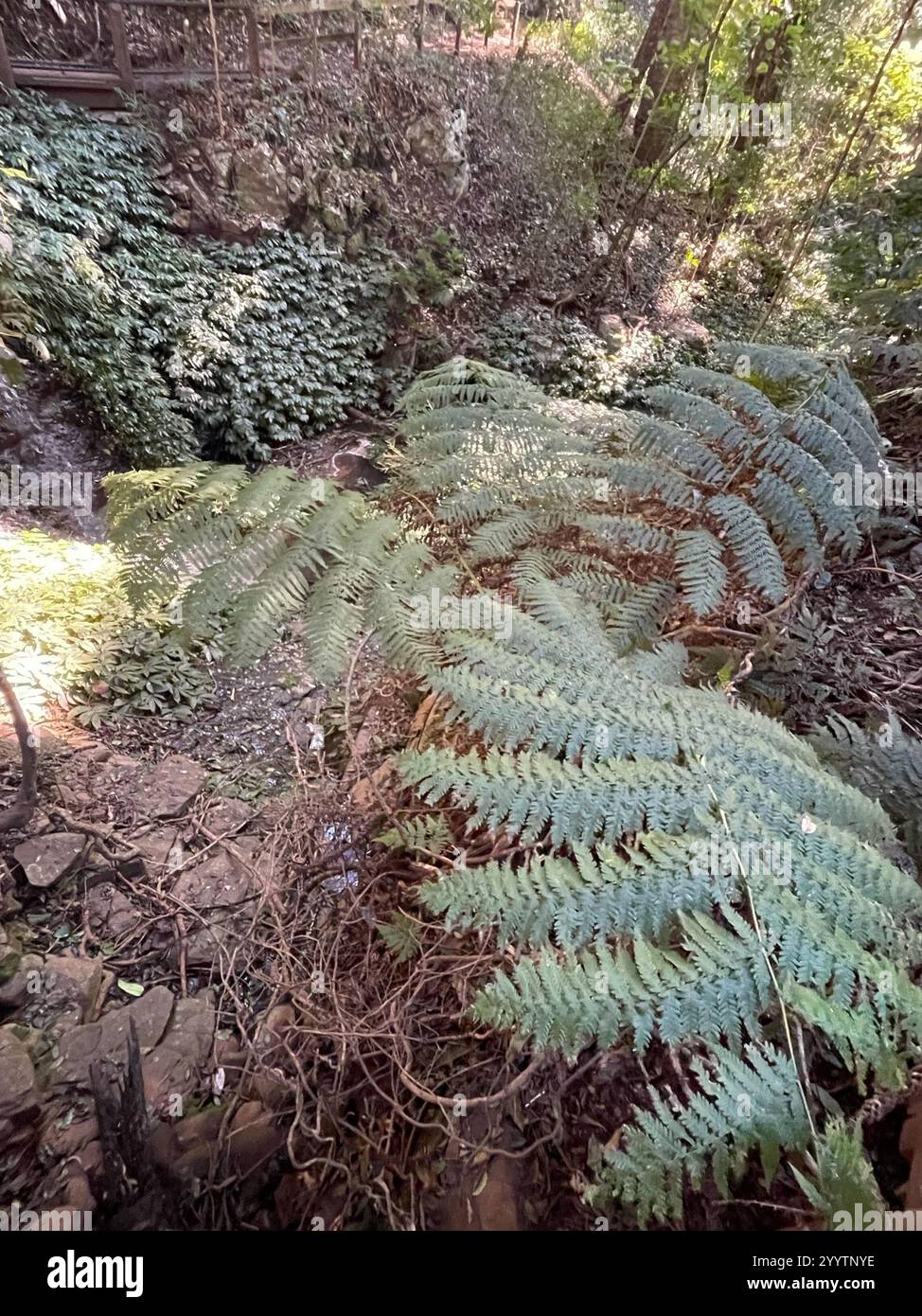 scaly tree ferns (Cyathea Stock Photo - Alamy
