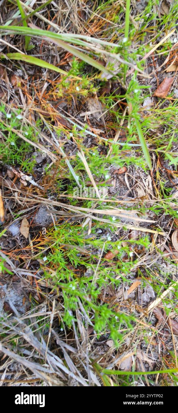 Rust Weed (Polypremum procumbens Stock Photo - Alamy