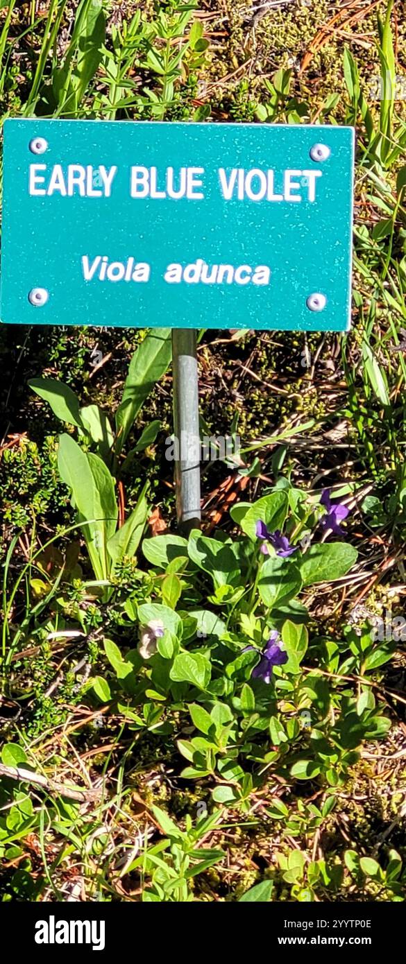 hookedspur violet (Viola adunca Stock Photo - Alamy