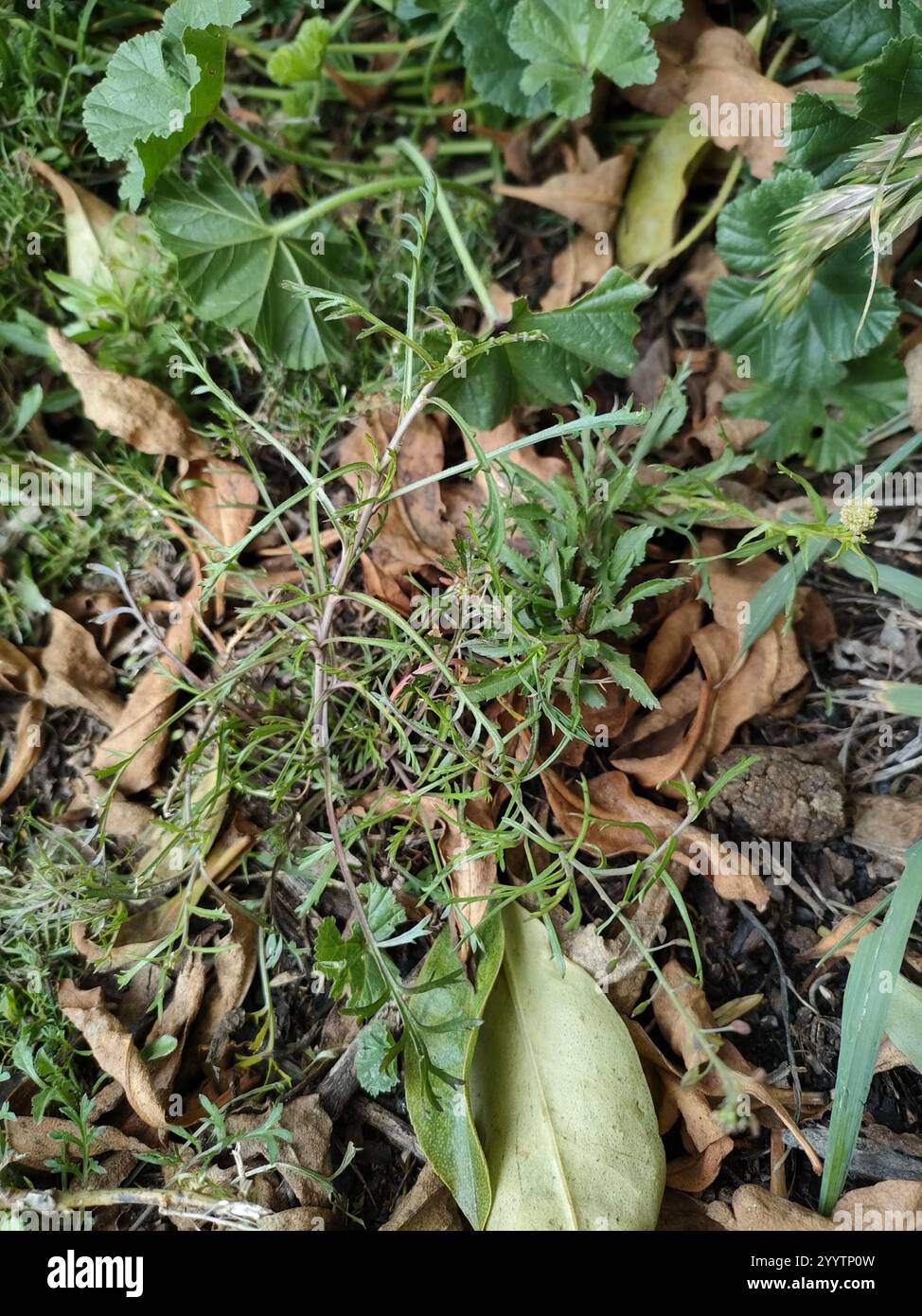 Bushy Peppercress (Lepidium desvauxii Stock Photo - Alamy