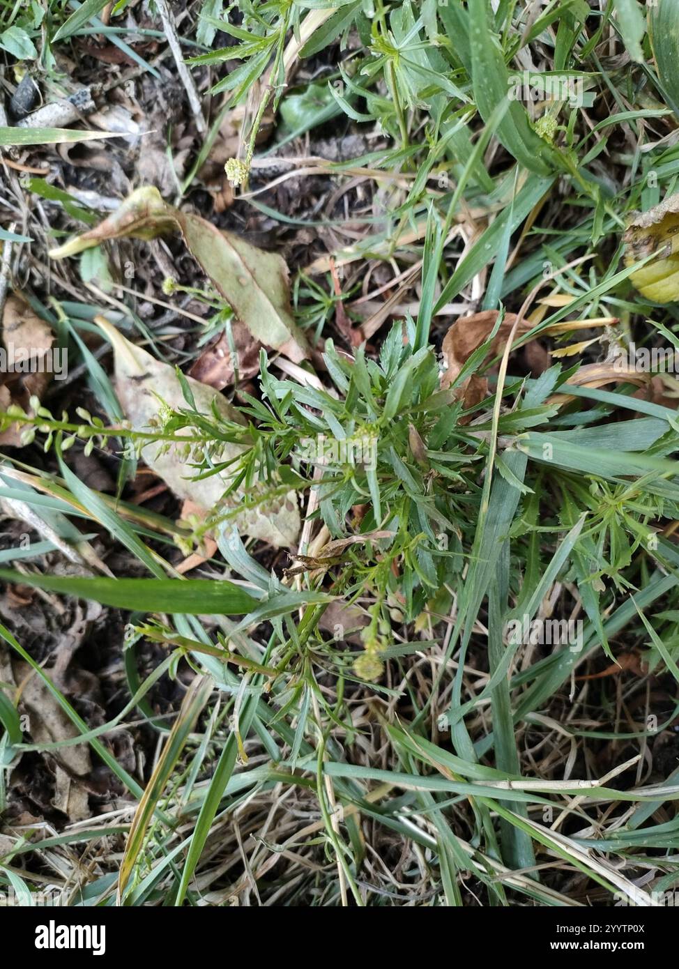 African Pepperwort (Lepidium africanum Stock Photo - Alamy