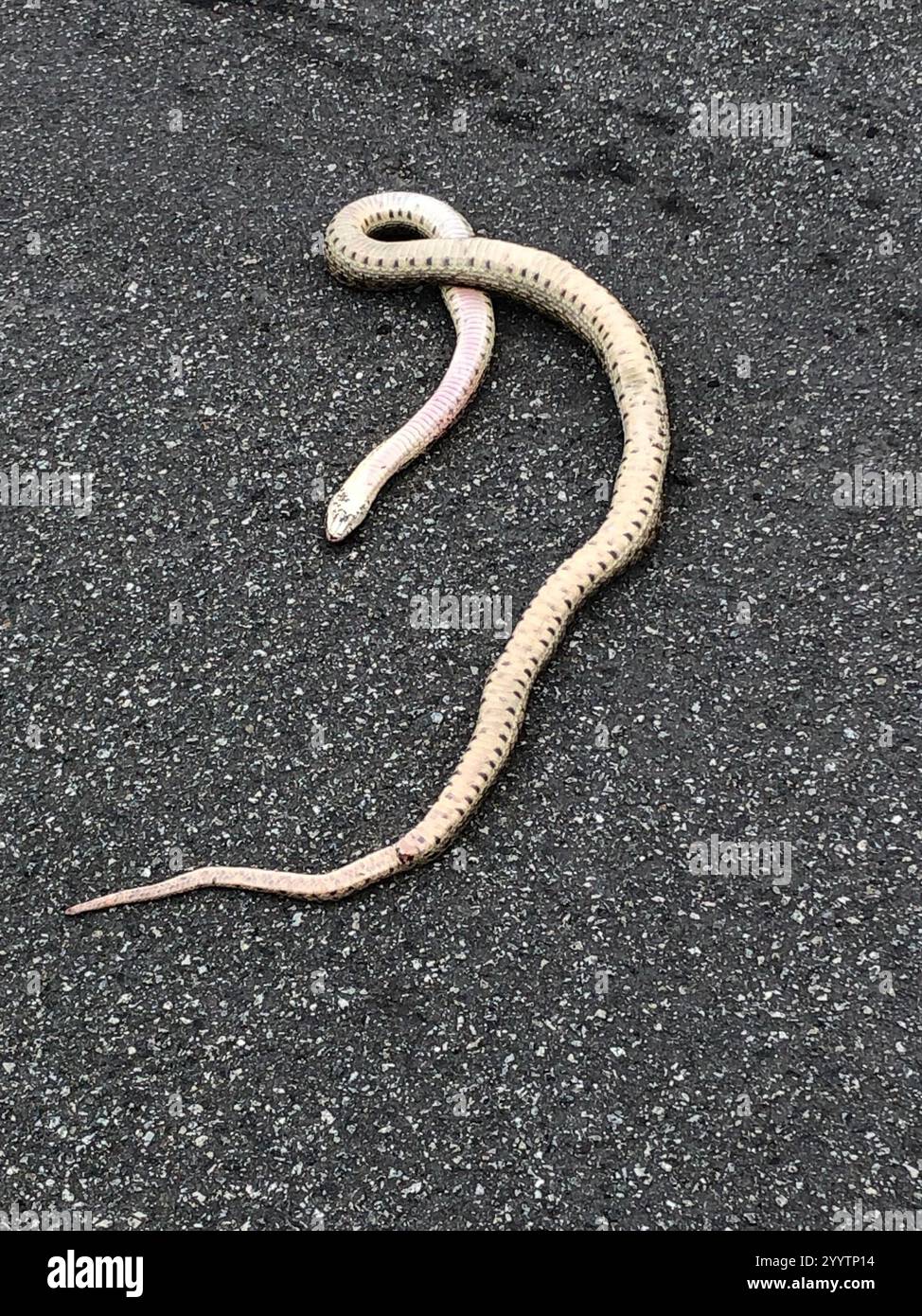 Pacific Gopher Snake (Pituophis catenifer catenifer Stock Photo - Alamy