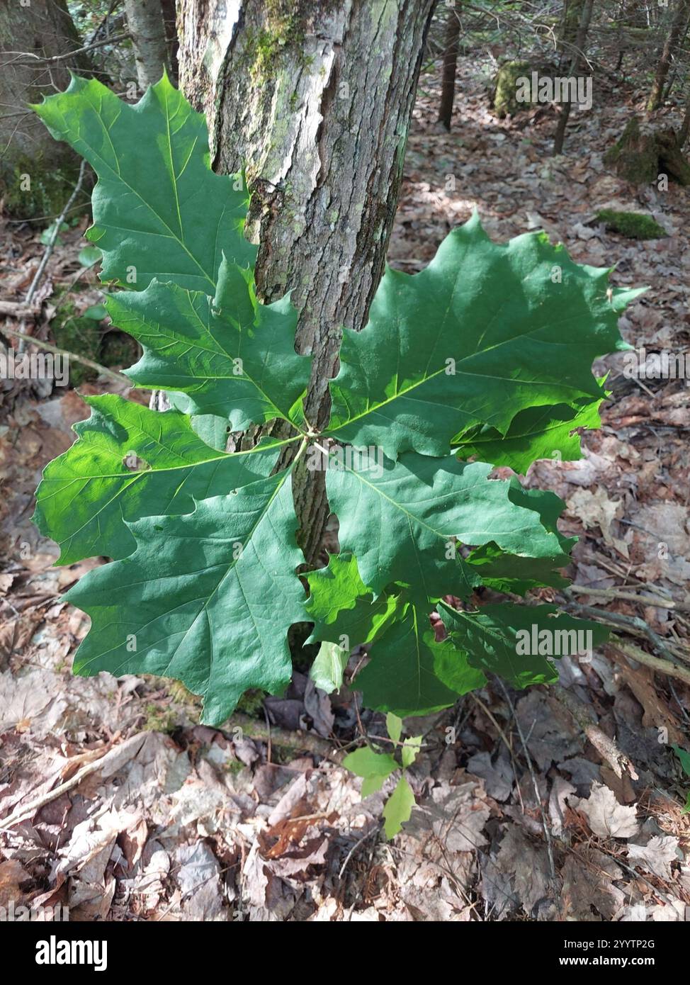 northern red oak (Quercus rubra Stock Photo - Alamy