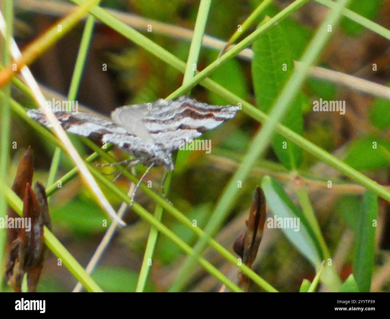 Manchester Treble-bar Moth (Carsia sororiata Stock Photo - Alamy