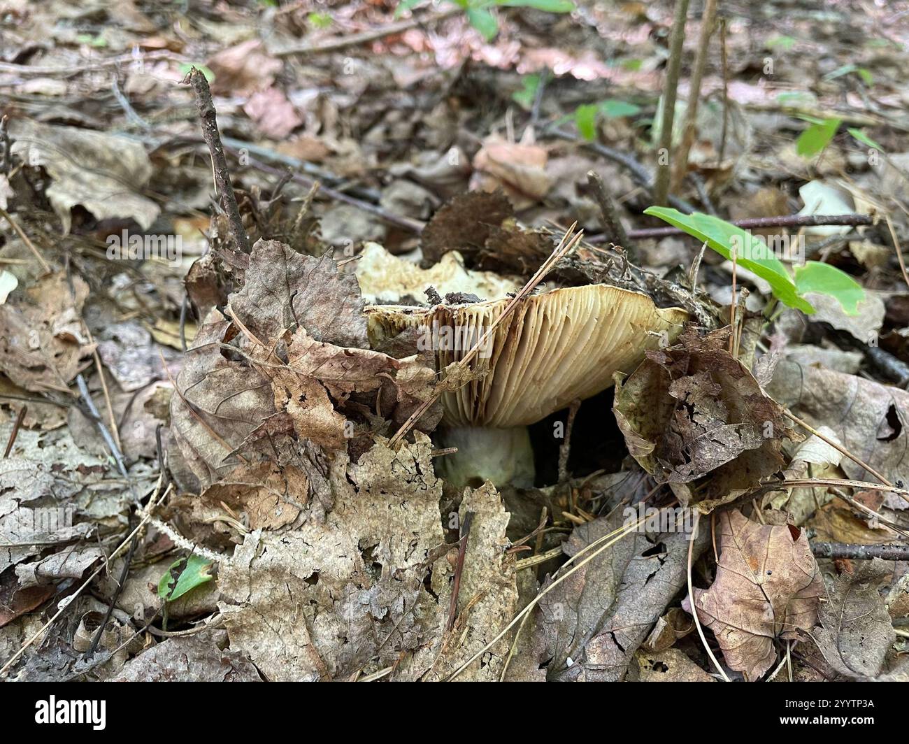 Short-stemmed Russula (Russula brevipes Stock Photo - Alamy