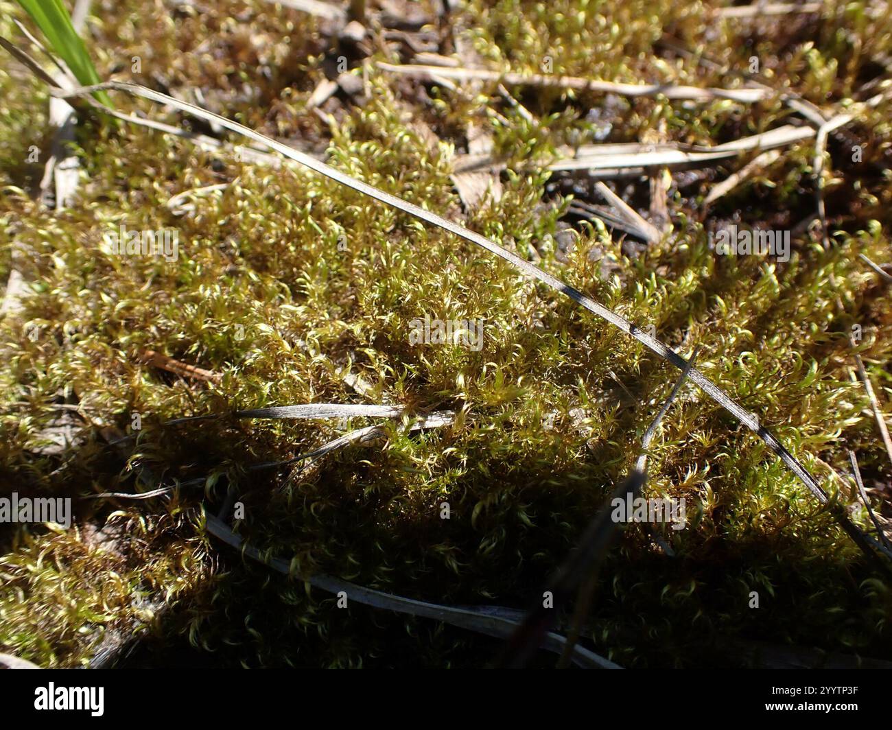 Kneiff's hook-moss (Drepanocladus aduncus Stock Photo - Alamy