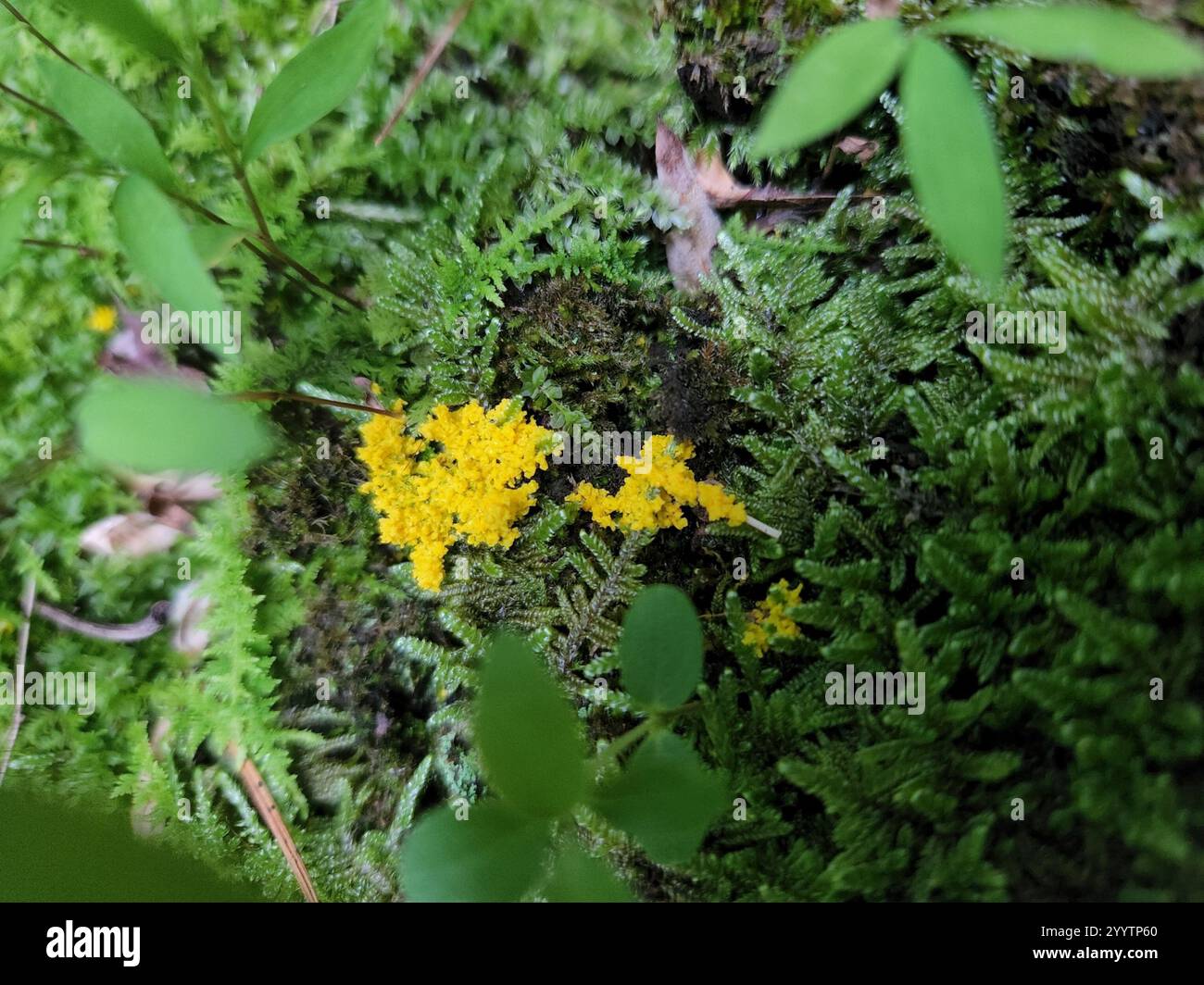 slime molds (Mycetozoa Stock Photo - Alamy