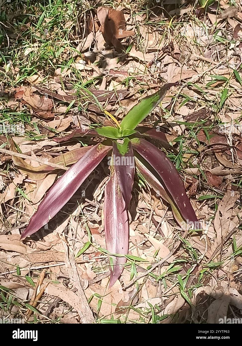 False Bromeliad Plant (Callisia fragrans Stock Photo - Alamy