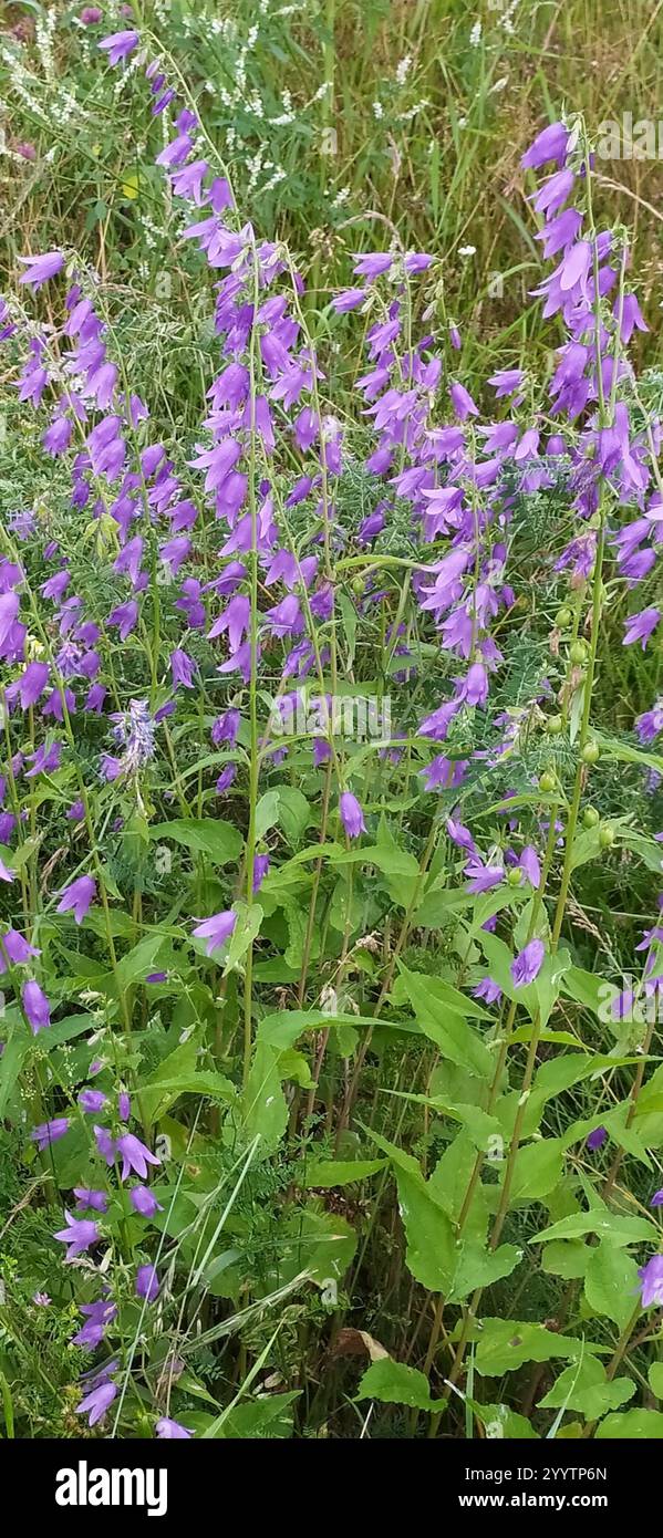 Creeping Bellflower (Campanula rapunculoides Stock Photo - Alamy