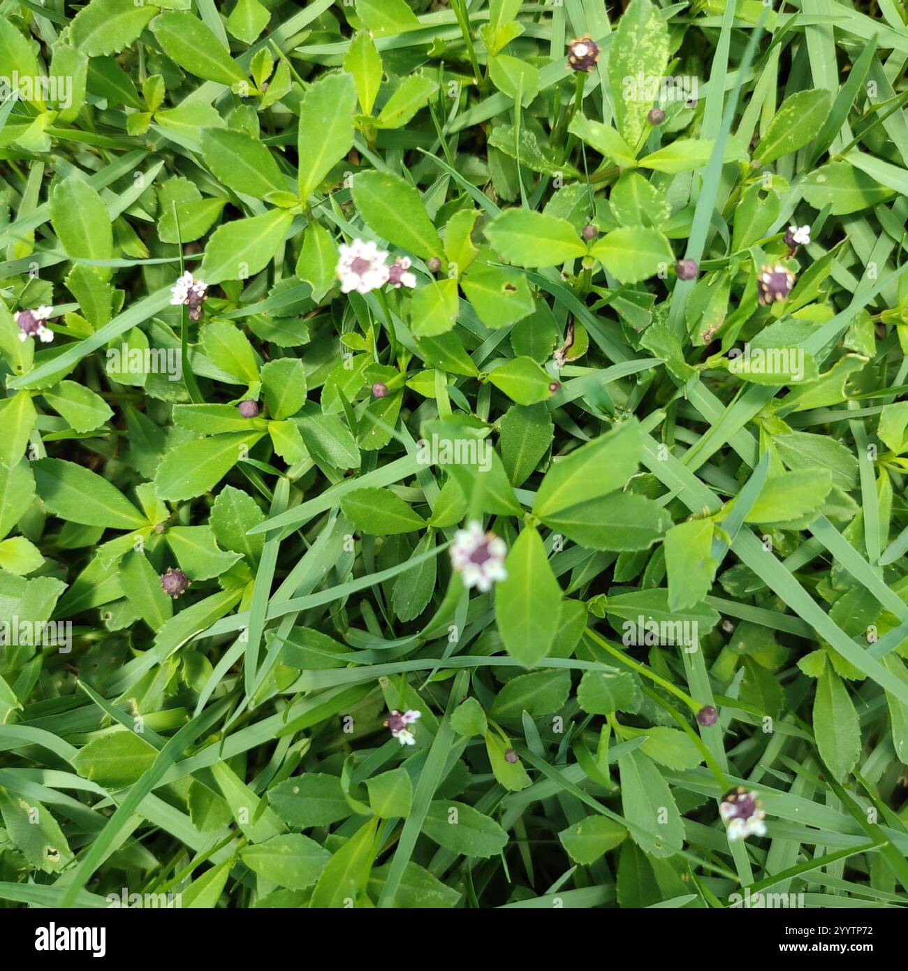 turkey tangle frogfruit (Phyla nodiflora Stock Photo - Alamy