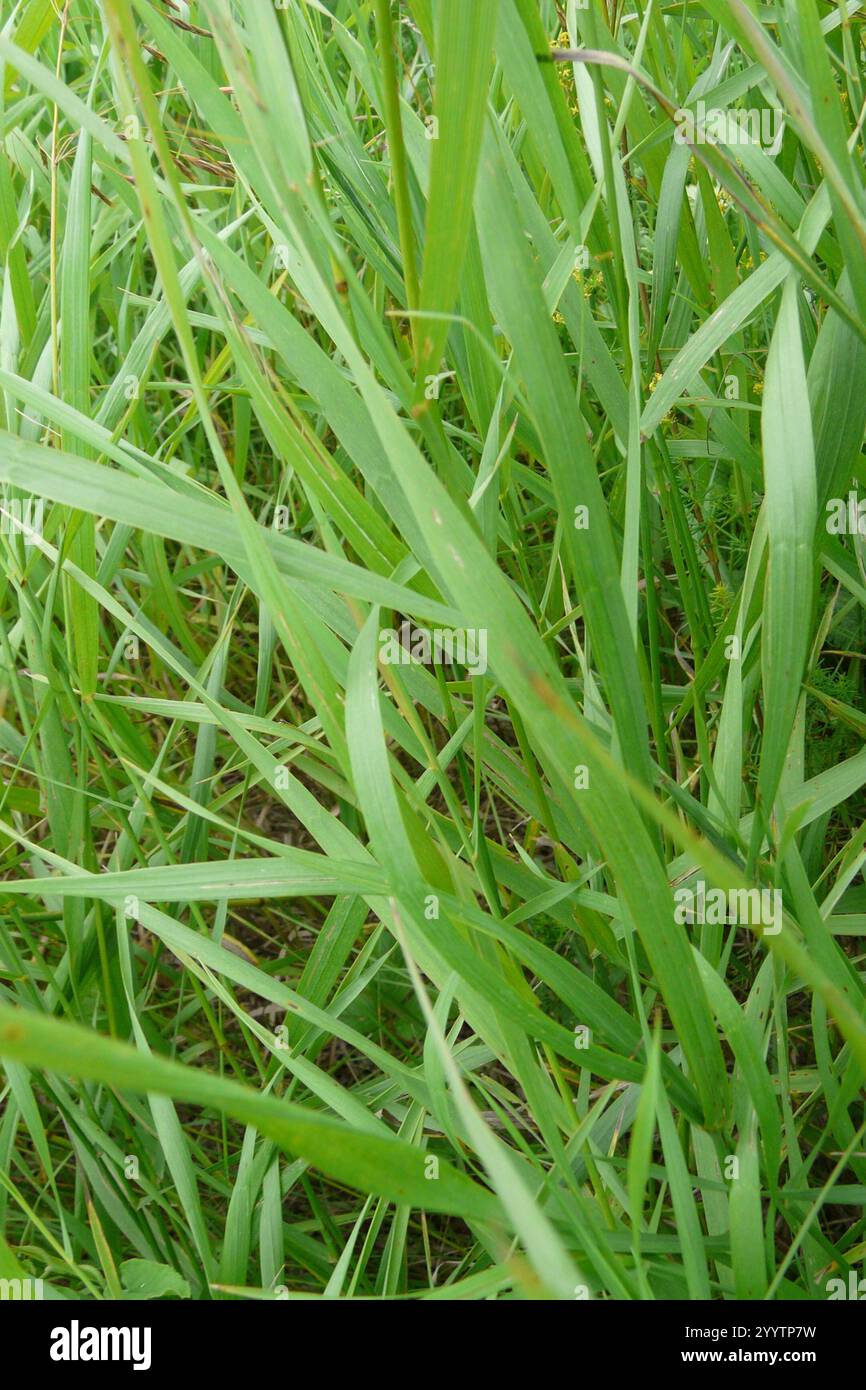 Smooth Brome (Bromus inermis Stock Photo - Alamy