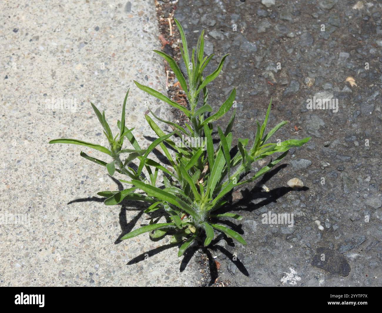 Stinkwort (Dittrichia graveolens Stock Photo - Alamy