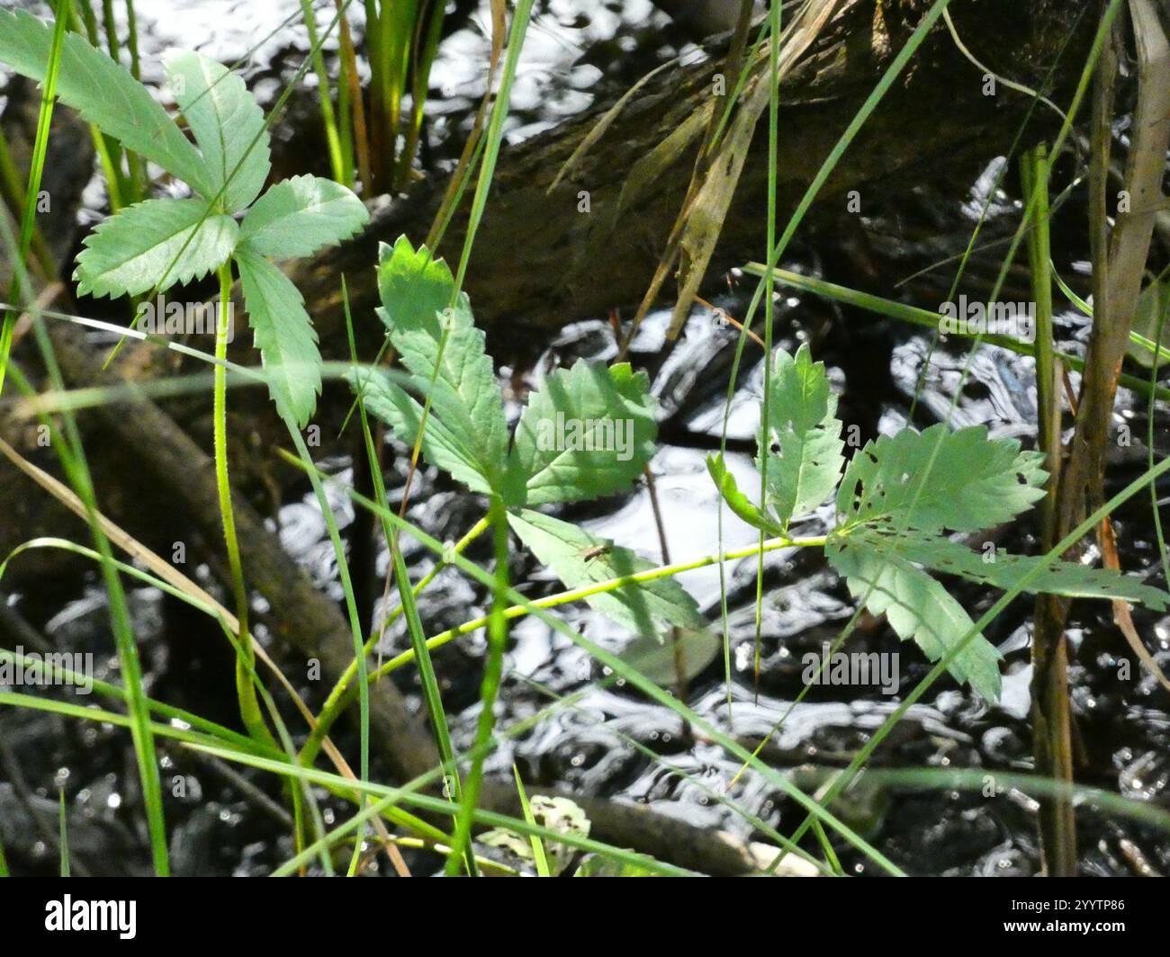 marsh cinquefoil (Comarum palustre Stock Photo - Alamy