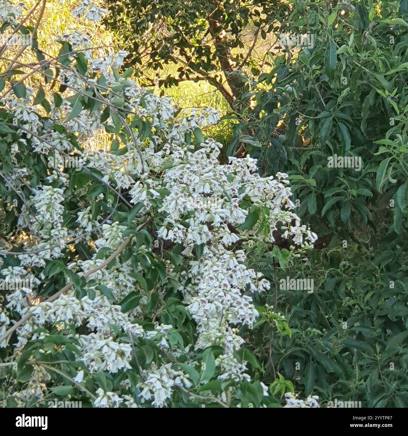 wonga vine (Pandorea pandorana Stock Photo - Alamy