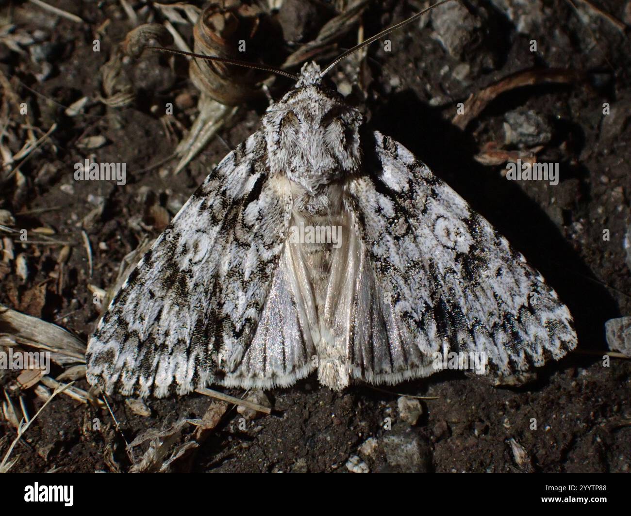 Marbled Oak Dagger (Acronicta marmorata Stock Photo - Alamy