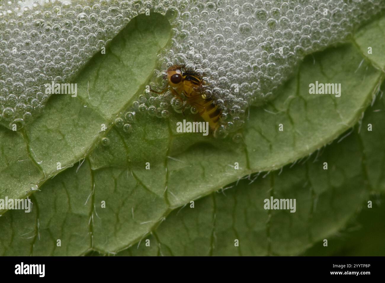 Grass Flies (Chloropinae Stock Photo - Alamy