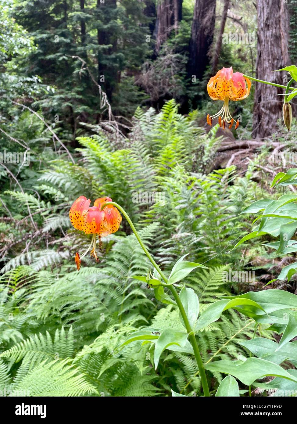 Leopard Lily (Lilium pardalinum Stock Photo - Alamy