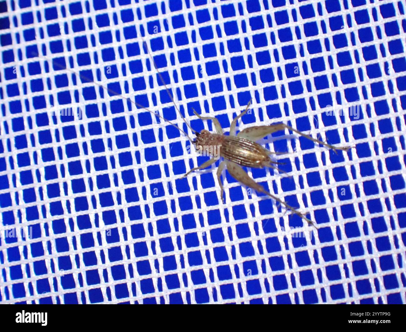 Trigs, Sword-tailed Crickets, and Ground Crickets (Trigonidiidae Stock ...