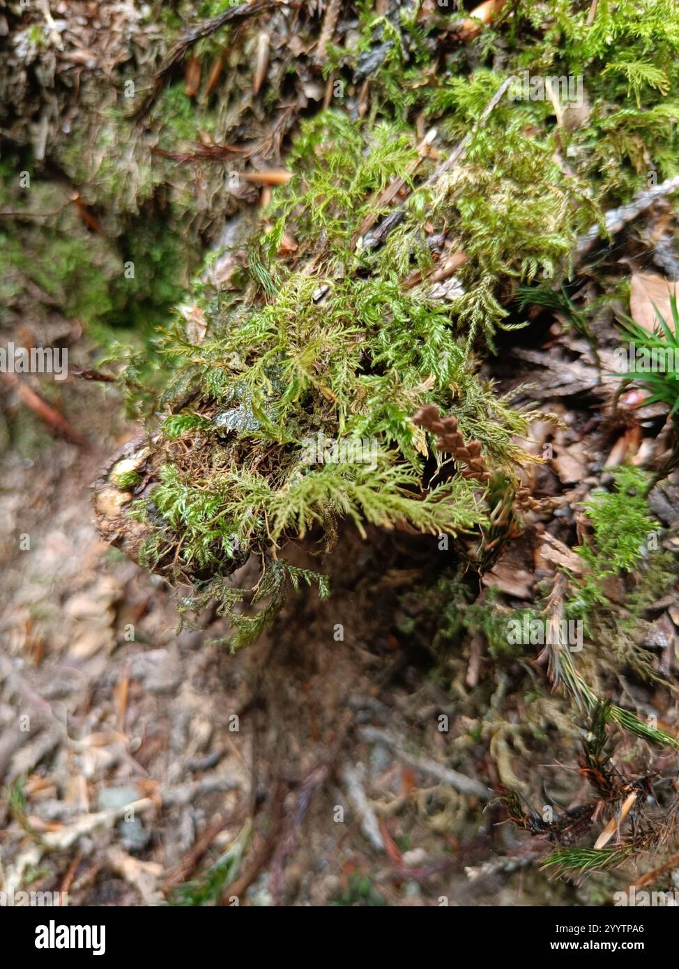 stairstep moss (Hylocomium splendens Stock Photo - Alamy