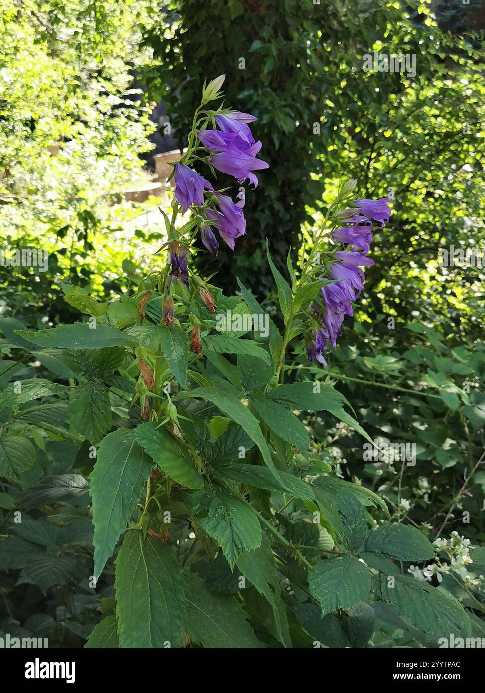 Giant Bellflower (Campanula latifolia Stock Photo - Alamy