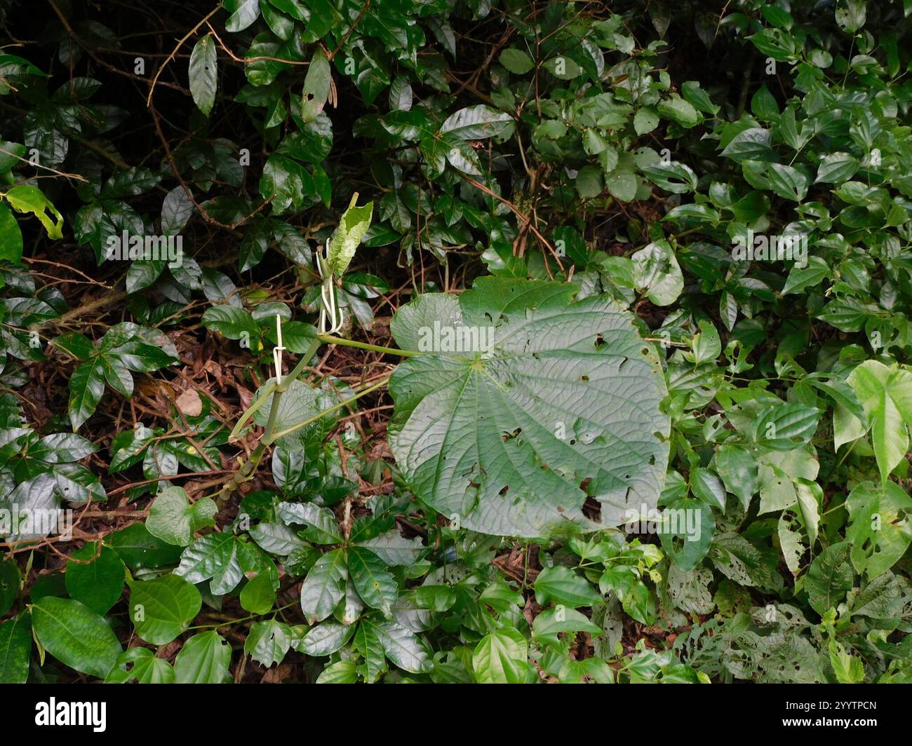 pepper plants (Piper Stock Photo - Alamy