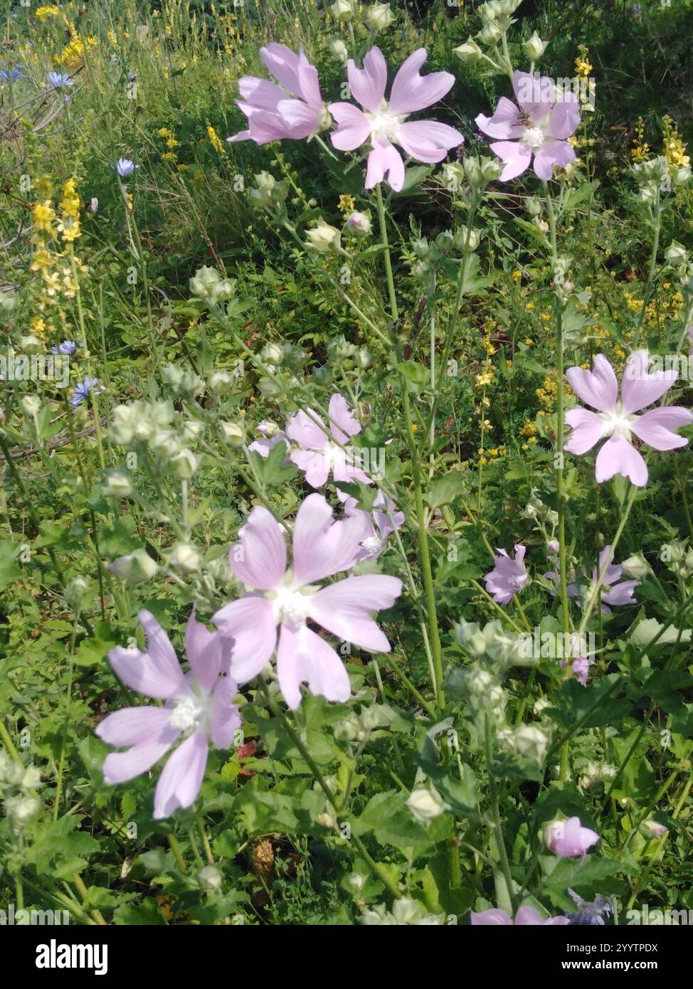 Eastern Tree-mallow (Malva thuringiaca Stock Photo - Alamy