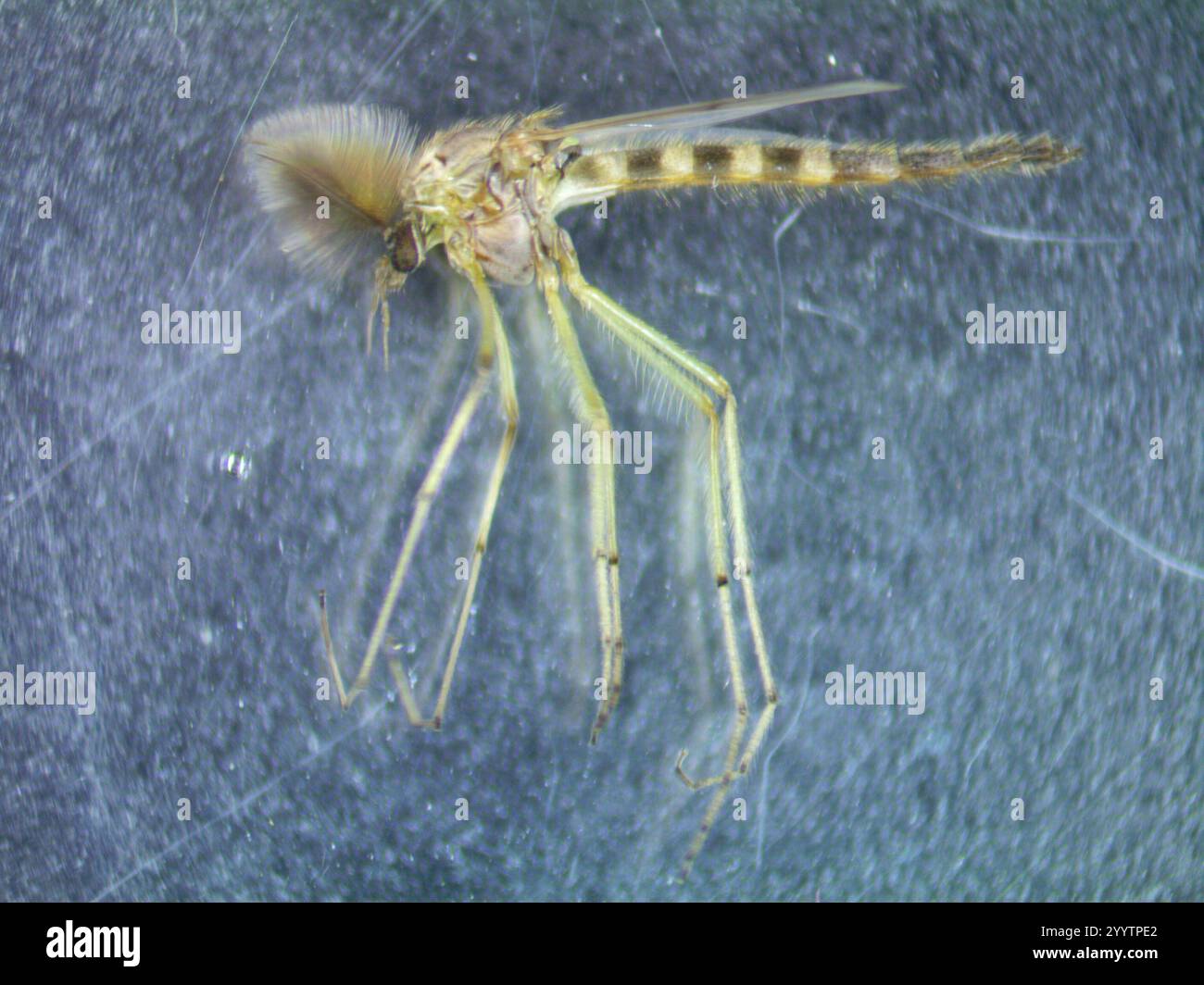 Non-biting Midges (Chironomidae Stock Photo - Alamy