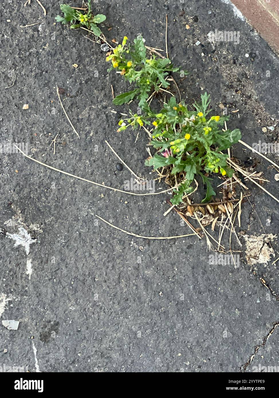 common groundsel (Senecio vulgaris Stock Photo - Alamy