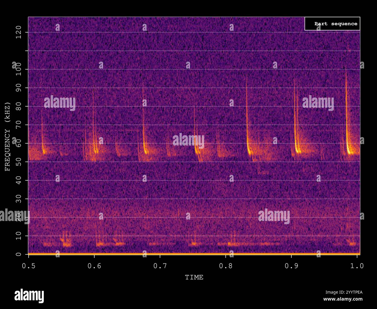 Pygmy Pipistrelle (Pipistrellus pygmaeus Stock Photo - Alamy