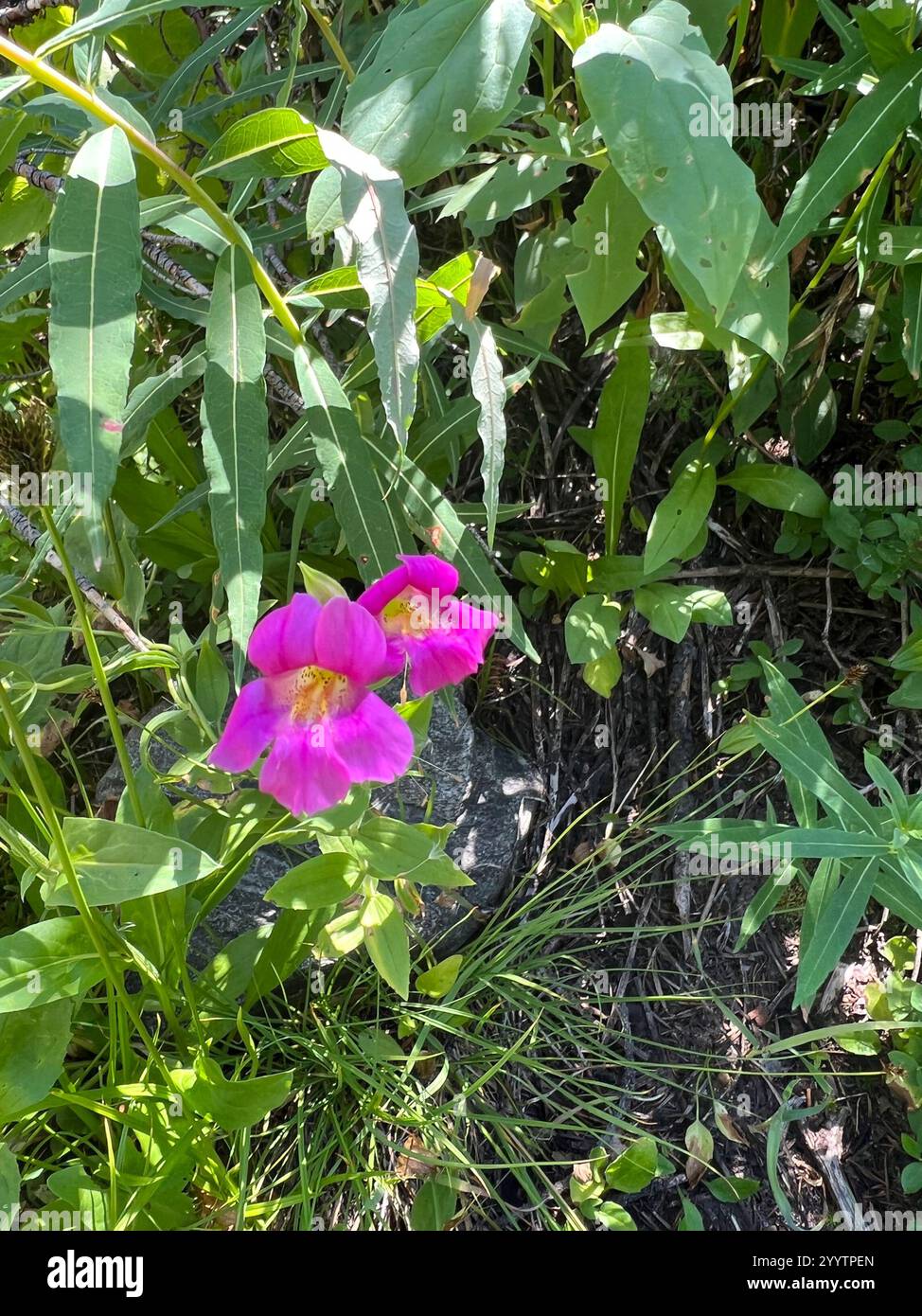 Lewis' monkeyflower (Erythranthe lewisii Stock Photo - Alamy