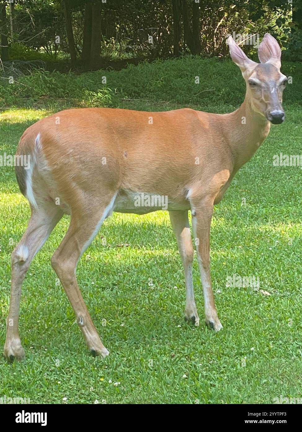 White-tailed Deer (Odocoileus virginianus Stock Photo - Alamy