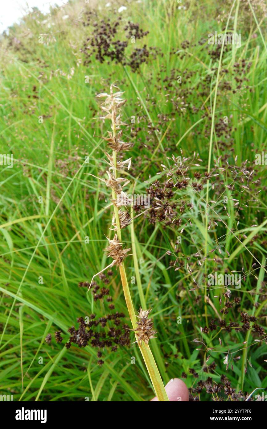 True Fox-sedge (Carex vulpina Stock Photo - Alamy
