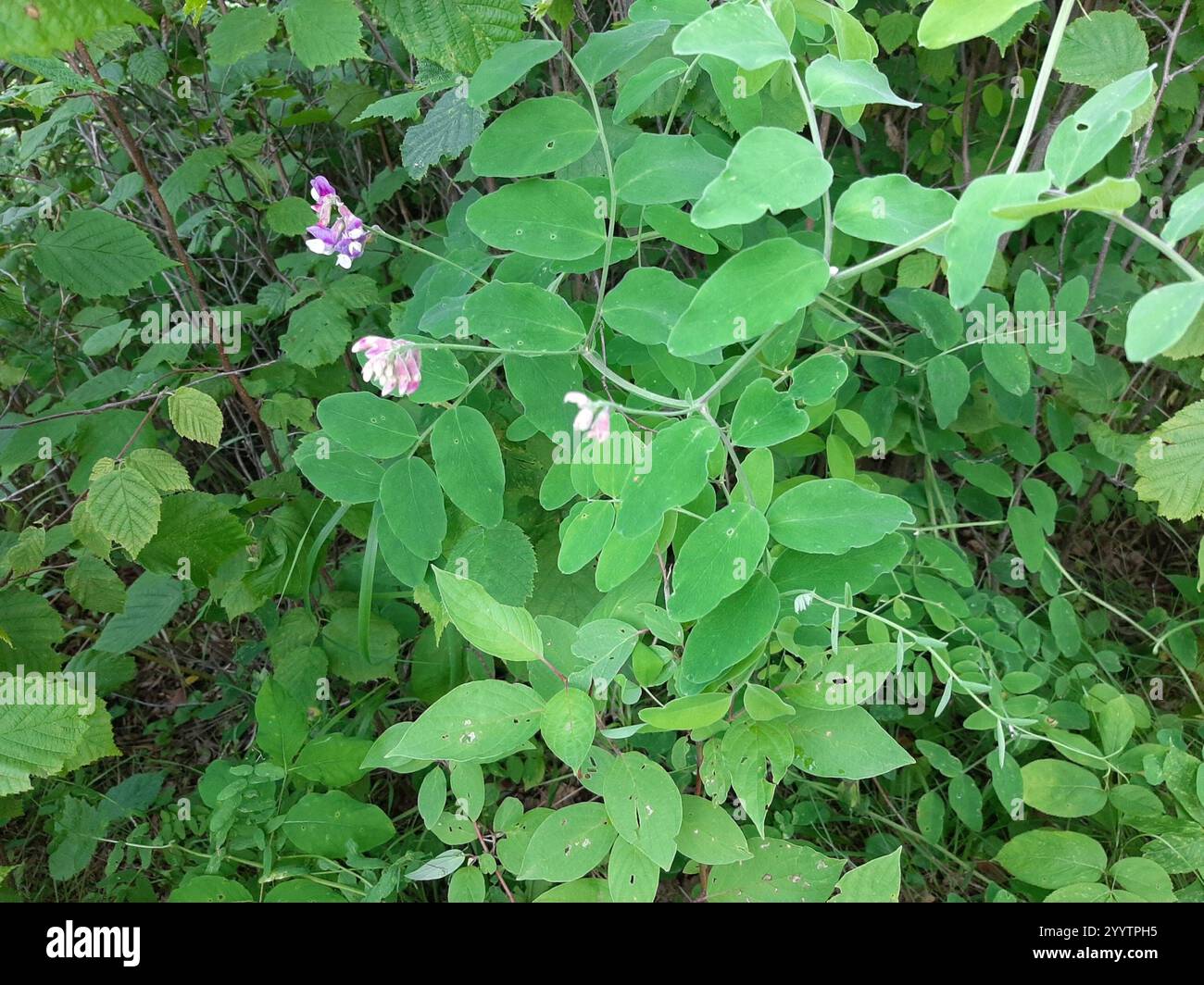 veiny pea (Lathyrus venosus Stock Photo - Alamy