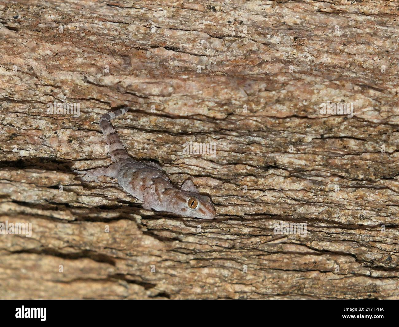 Fischer's Thick-toed Gecko (Chondrodactylus laevigatus Stock Photo - Alamy