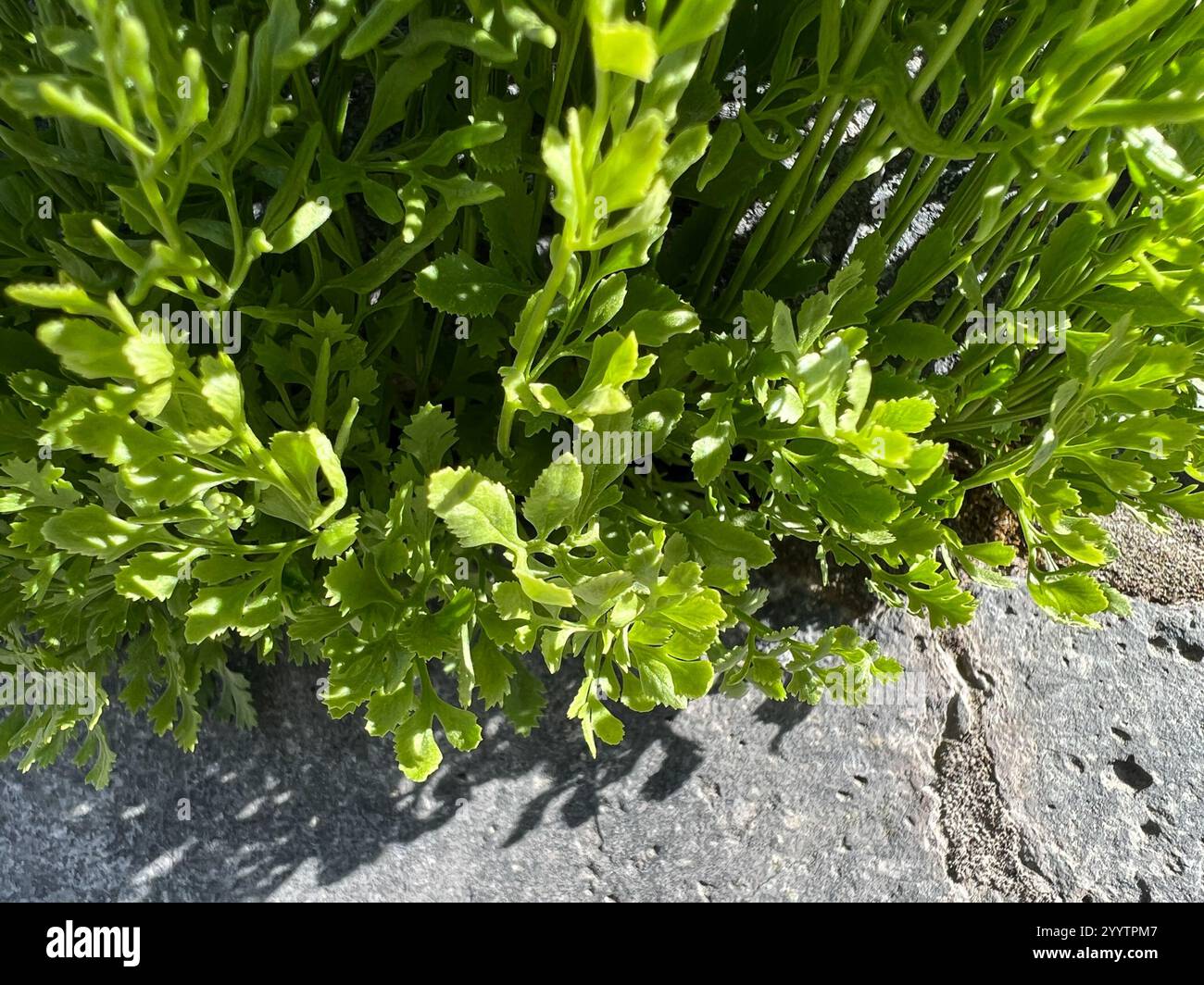 Cascadensis hi-res stock photography and images - Alamy