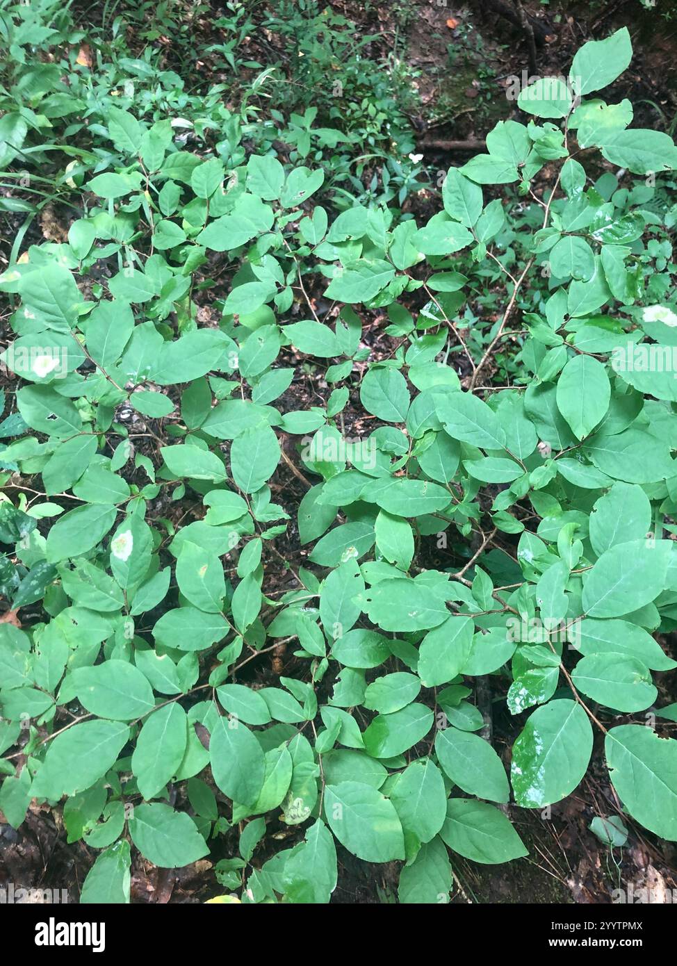 eastern leatherwood (Dirca palustris Stock Photo - Alamy