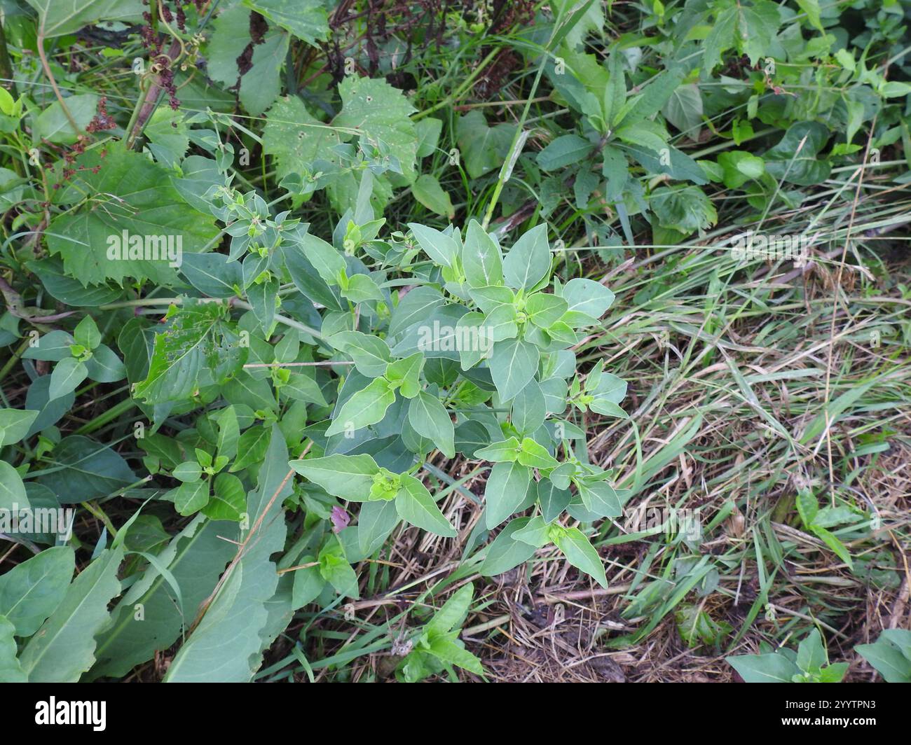 Wild Four o'Clock (Mirabilis nyctaginea Stock Photo - Alamy