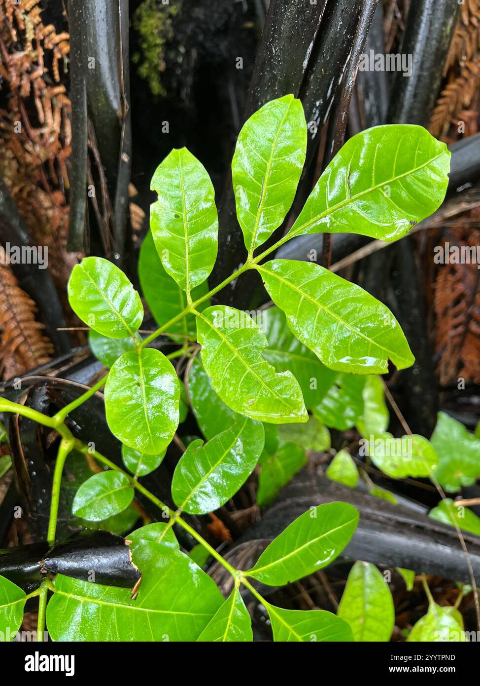 Kohekohe (Didymocheton spectabilis Stock Photo - Alamy